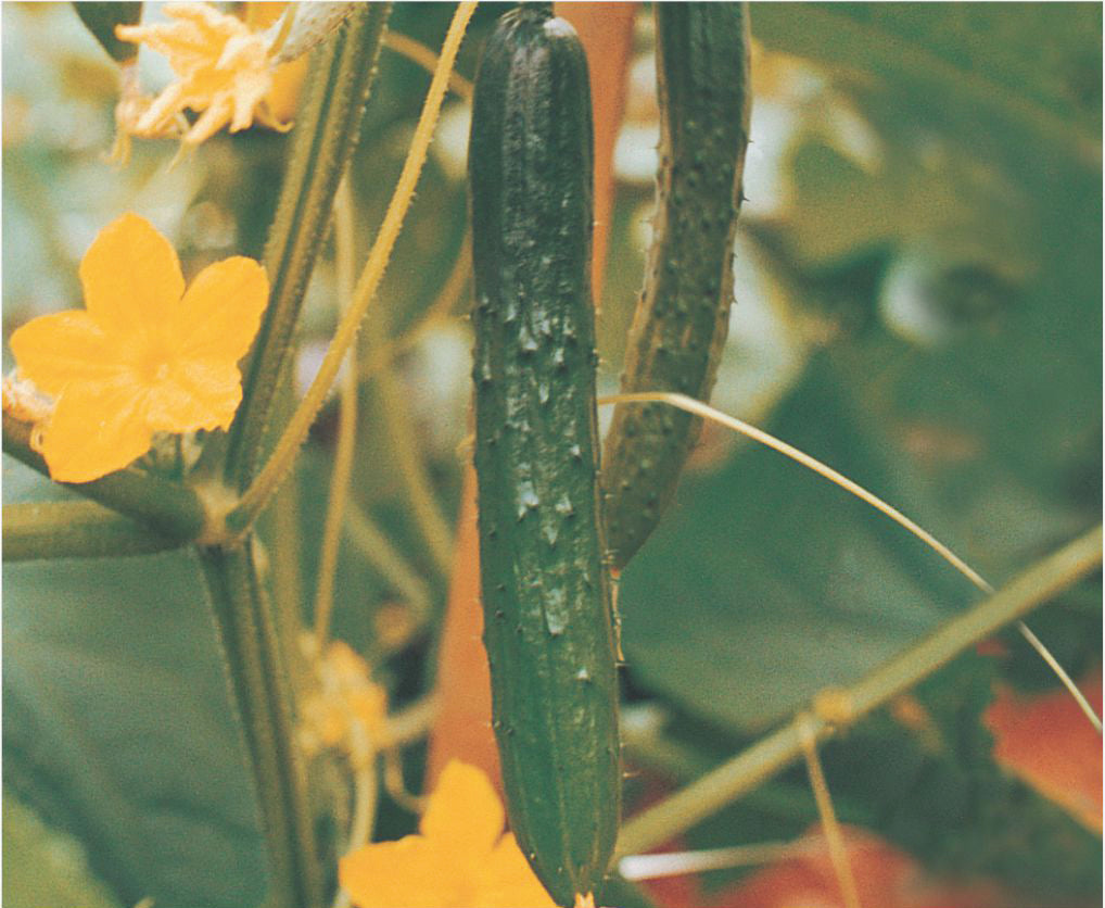 Semente Pepino Japonês Tikara F1 – Araguaia Produtos Agropecuários