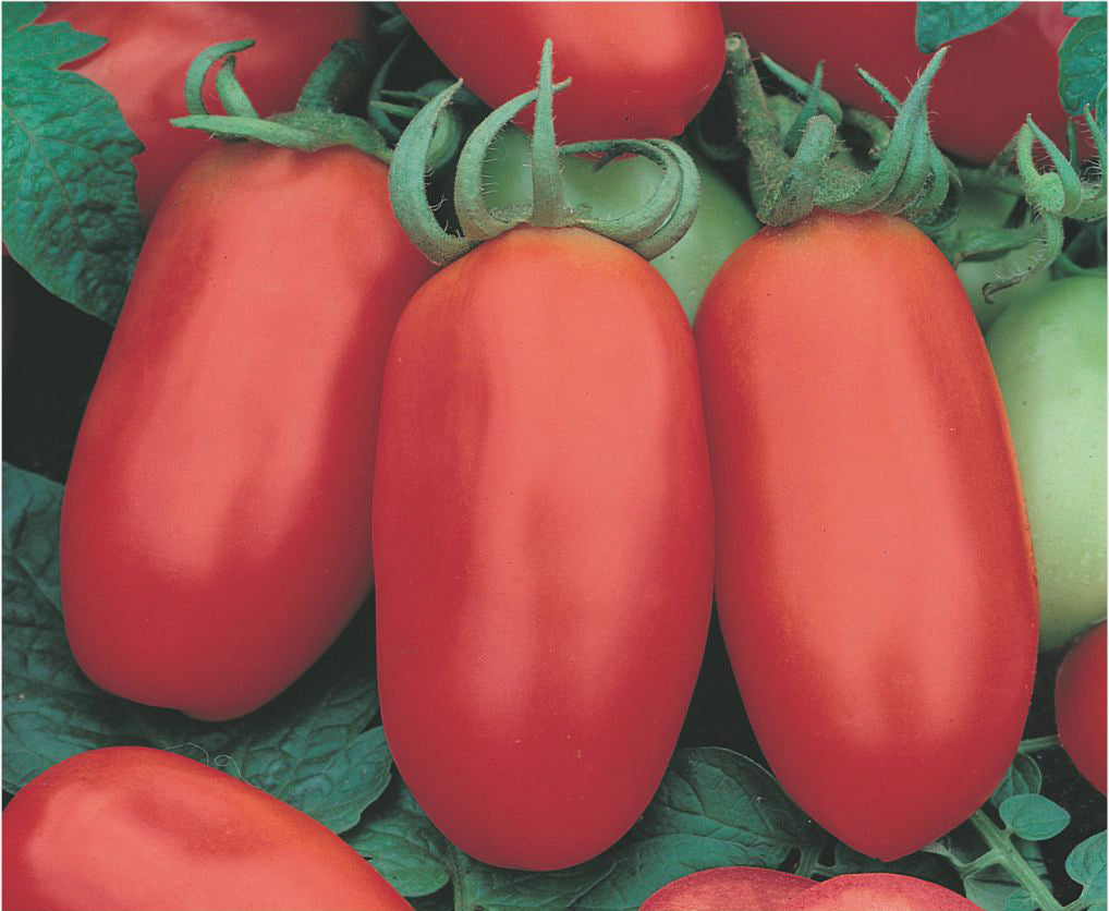 Semente Tomate Saladette Cariri – Araguaia Produtos Agropecuários